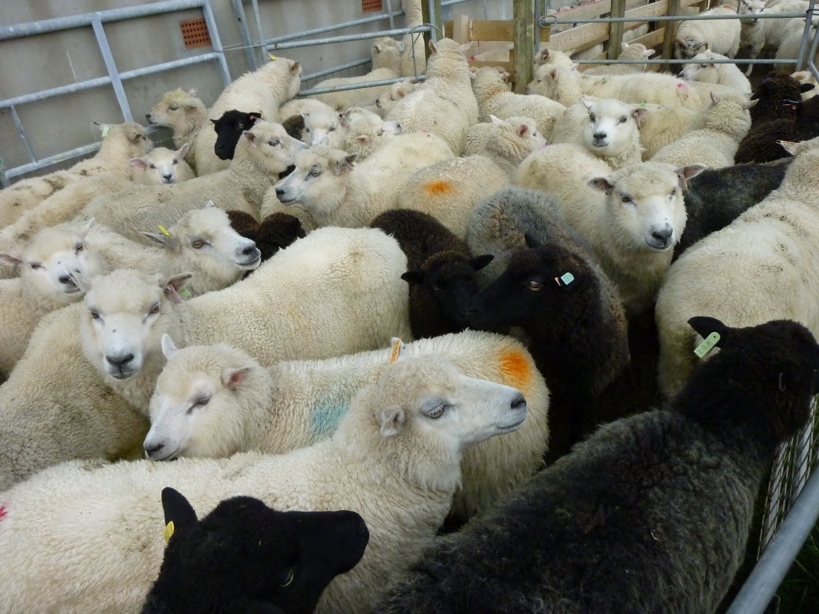 Under The Son Farm: Shetland Breed Info and Terms